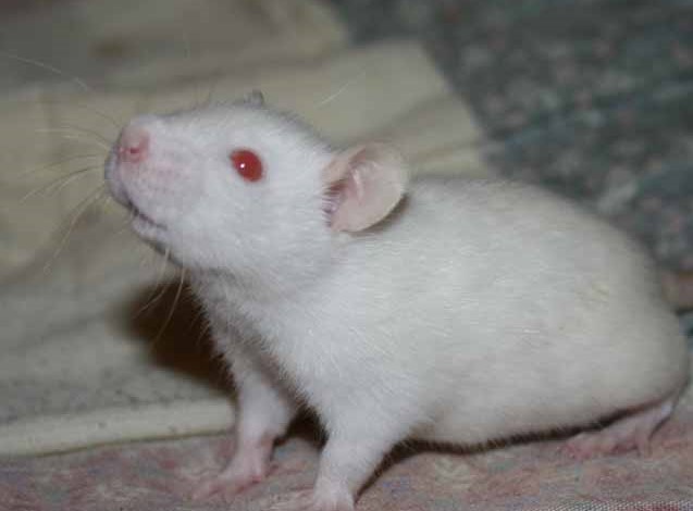 Gene edits make blind rats see – Russ Madison, Jr.